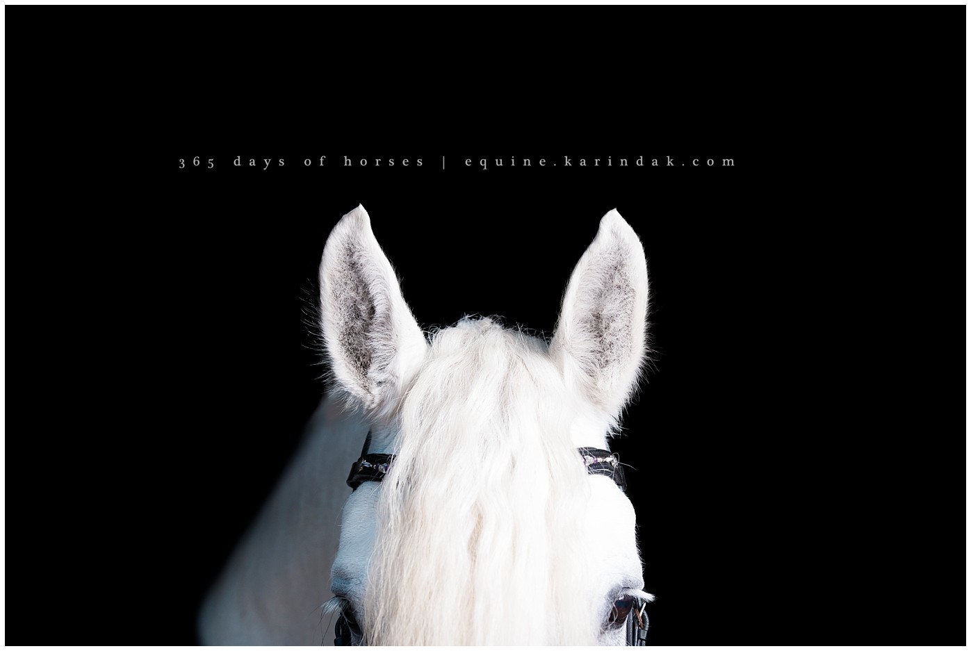 365 Days of Horses | Freya | Friesian Shire Cross - Texas Equine ...