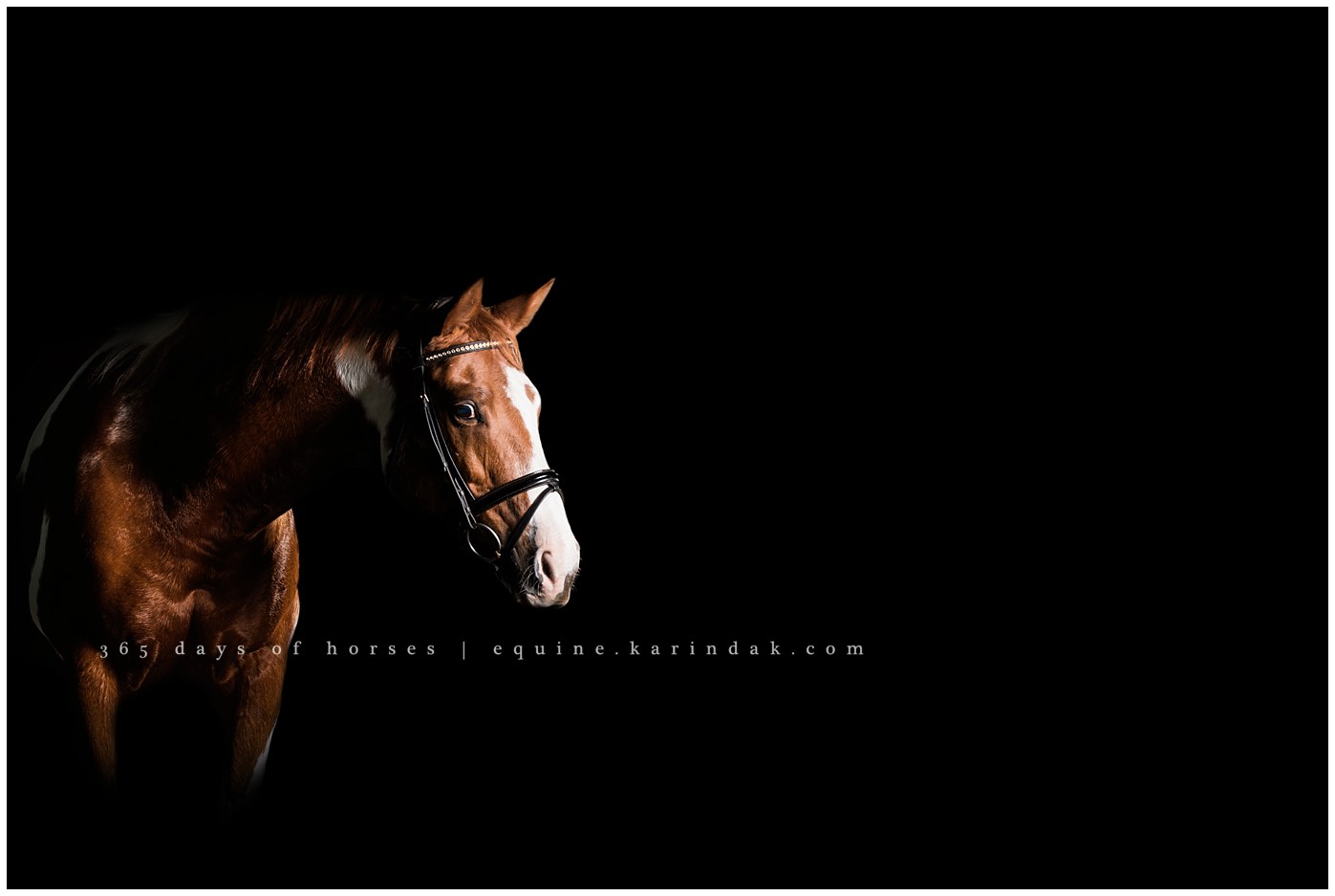 Texas Equine Photographer | Roxie the One Eyed Horse