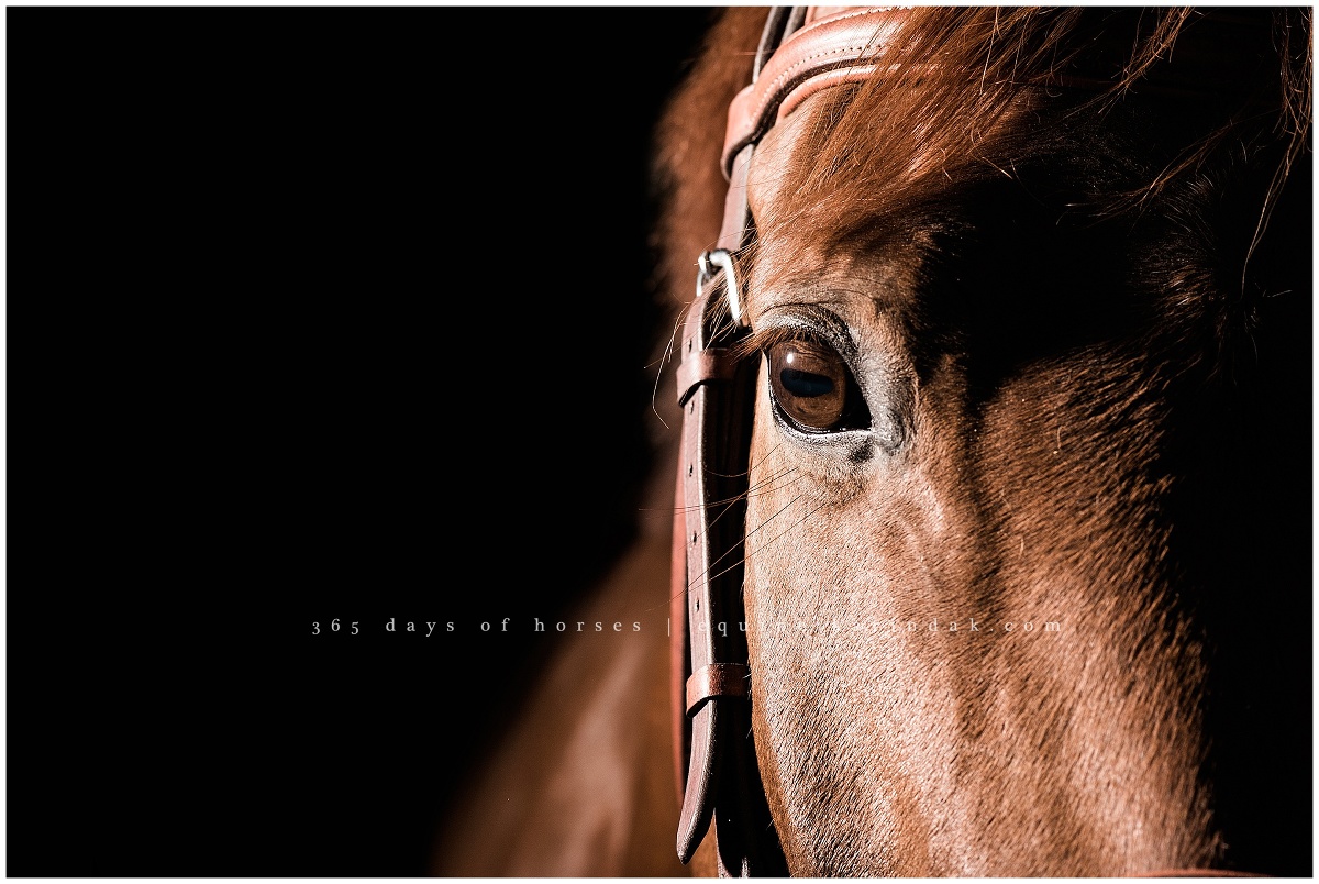 San Antonio Equine Photographer | Joy the Trakehner