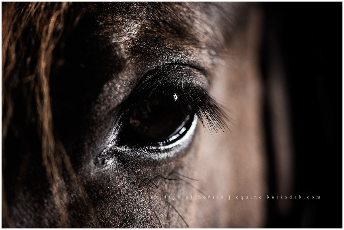 365 Days Of Horses | Sam | Shire | Hermann, Mo - Texas Equine ...