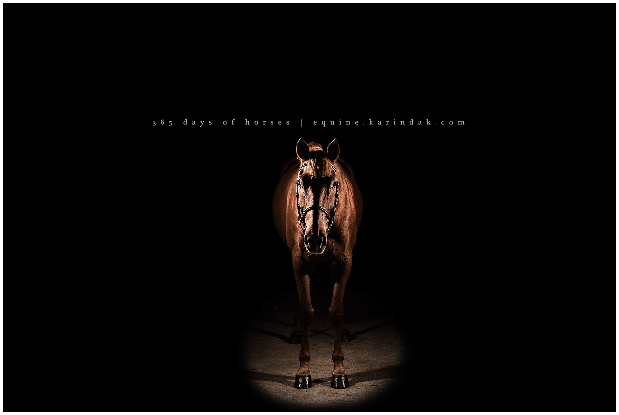365 Days of Horses | Deanston Single Malt | Katalyst Sport Horses ...