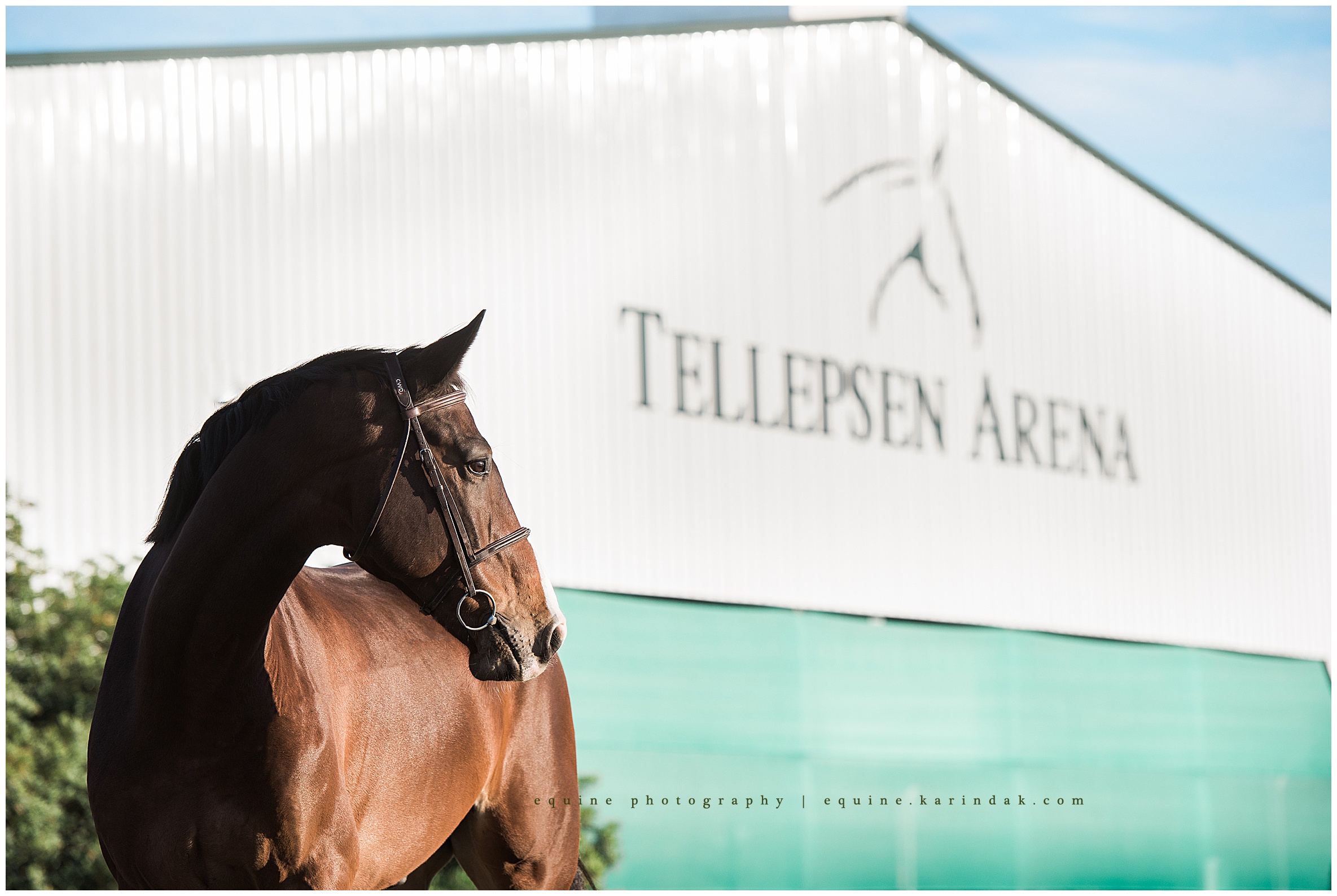 Great Southwest Equestrian Center Horse & Rider Portraits | Bridgette ...