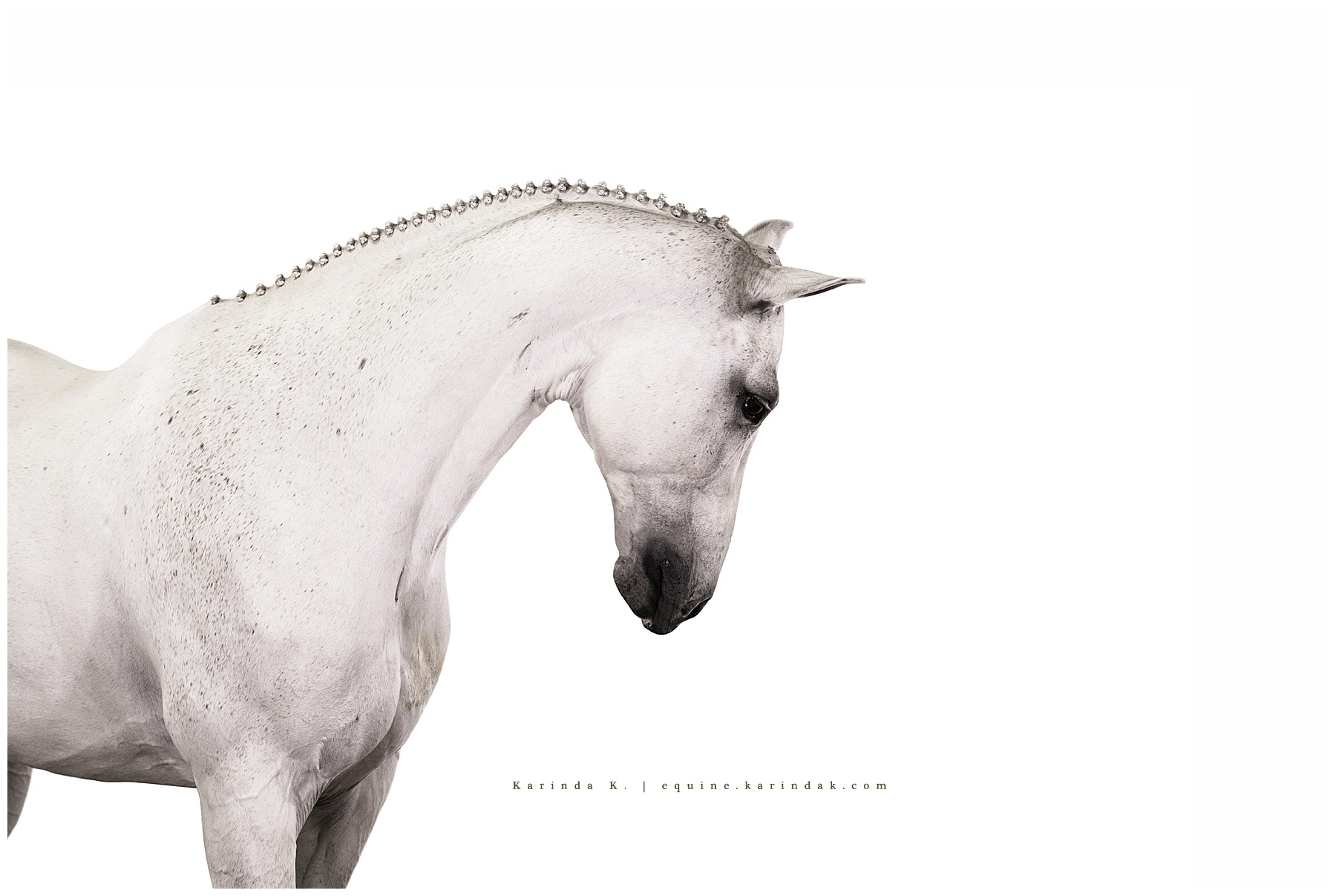 Calvin | Brawley Farms | Bob Brawley - Texas Equine Photography ...