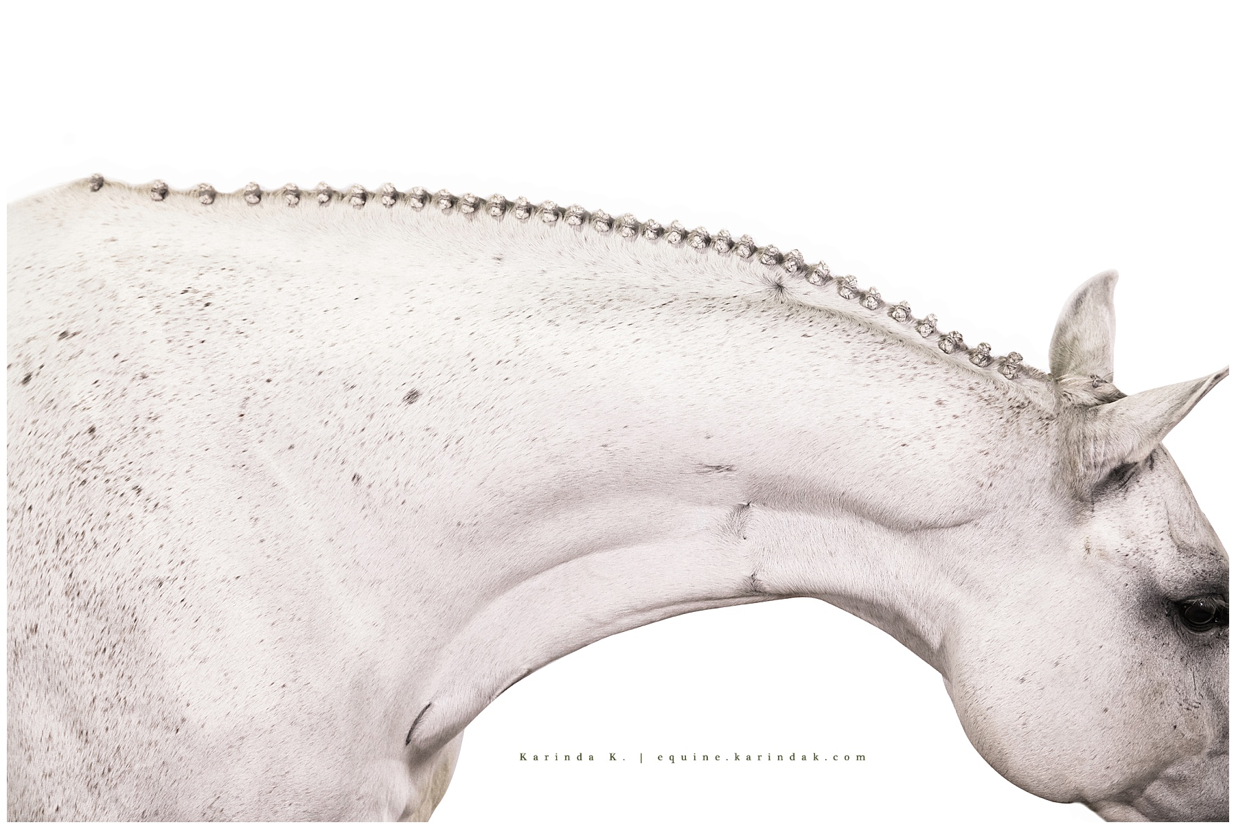 Calvin | Brawley Farms | Bob Brawley - Texas Equine Photography ...