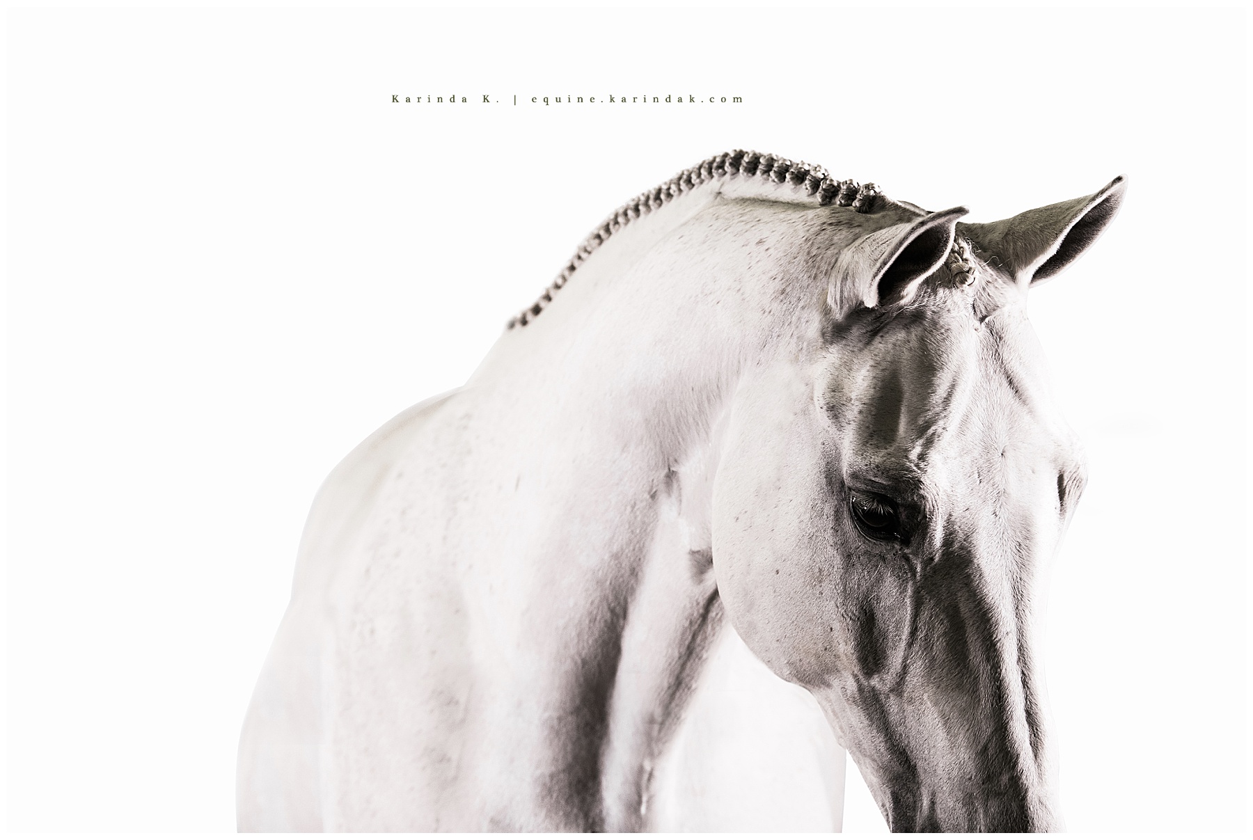Calvin | Brawley Farms | Bob Brawley - Texas Equine Photography ...