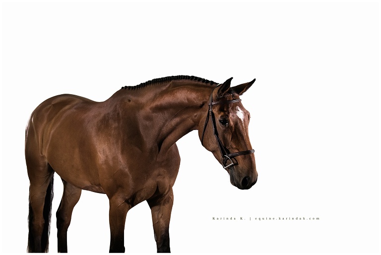 Oxford | Switch Willo Stables | Pin Oak Charity Horse Show - Texas ...