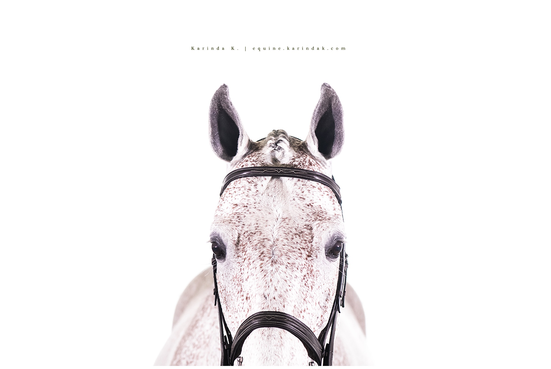 Fleetwood VDL "Banksy" | Monarch Stables Austin, TX | 11-year-old ...