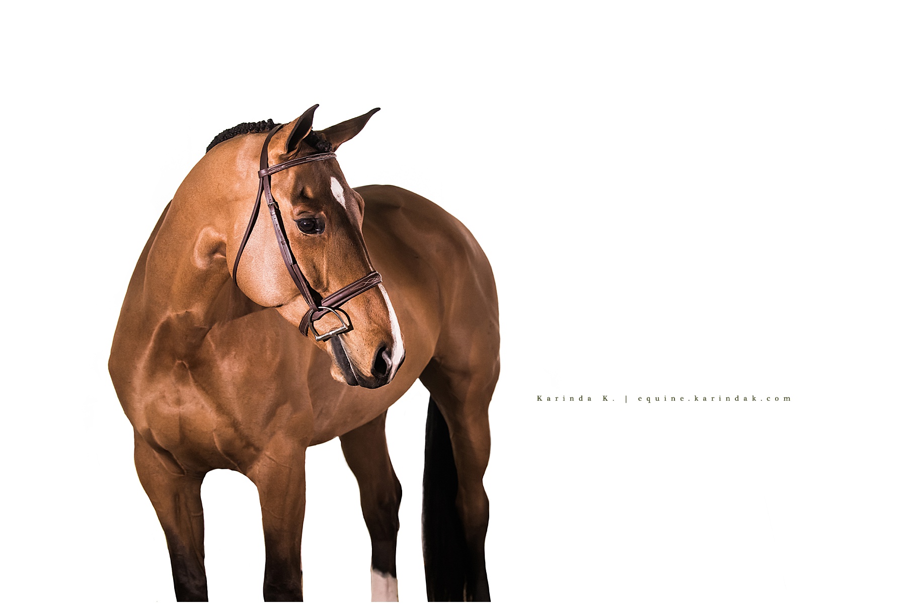 Tobi Lou | Elmstead Farm | White Background Horse Portraits at Pin Oak ...