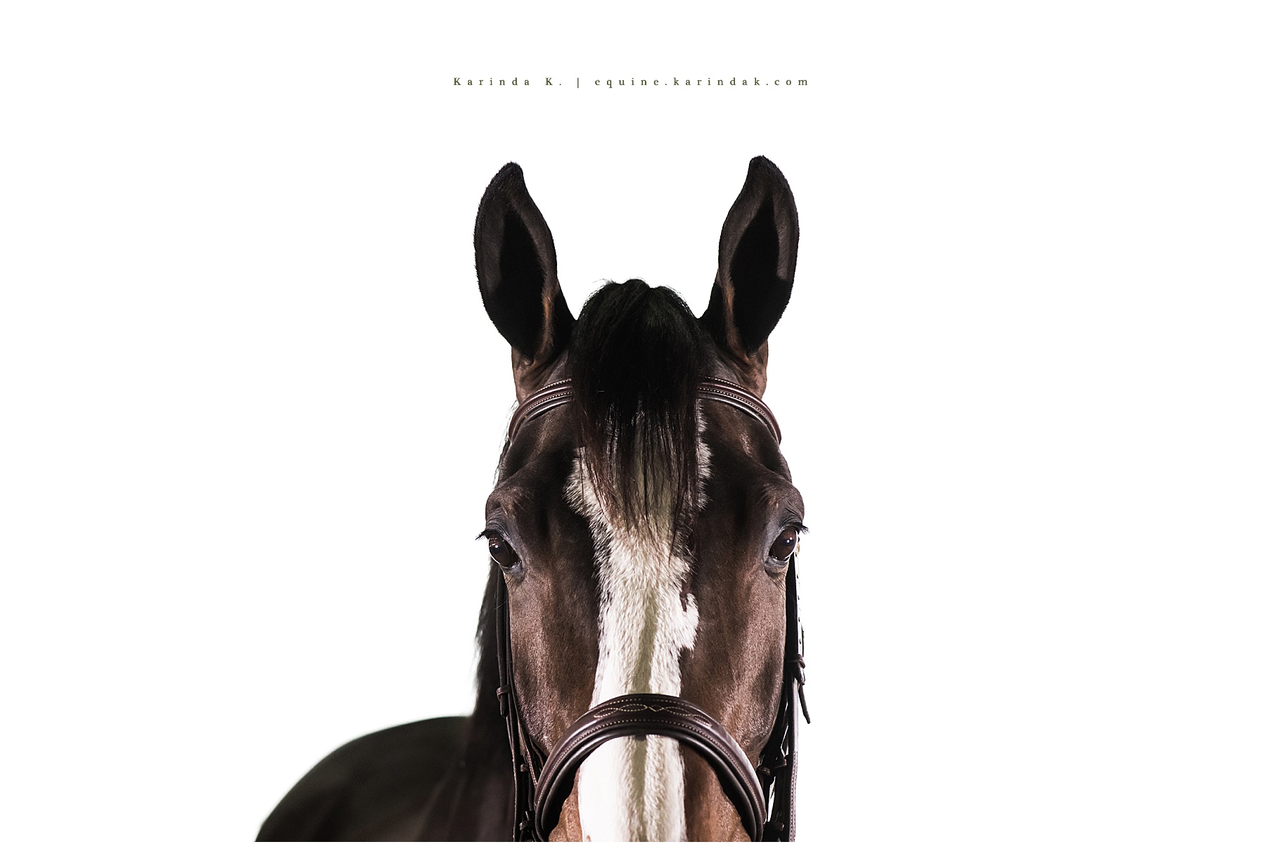 Sachet the Thoroughbred | Brawley Farms | Bob Brawley - Texas Equine ...