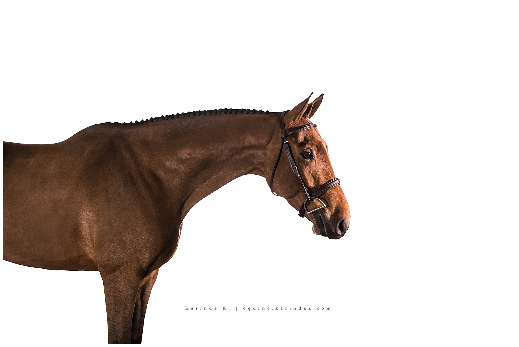 Happier Than Ever "Eli" | Bright Star Stables | Houston, TX - Texas ...