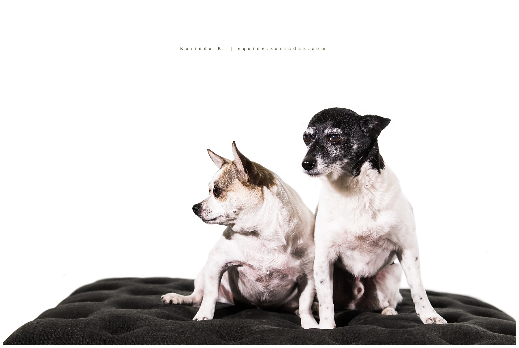 Emma the Chiweenie | Two Dogs One Portrait | Fine Art Dog Portraits ...