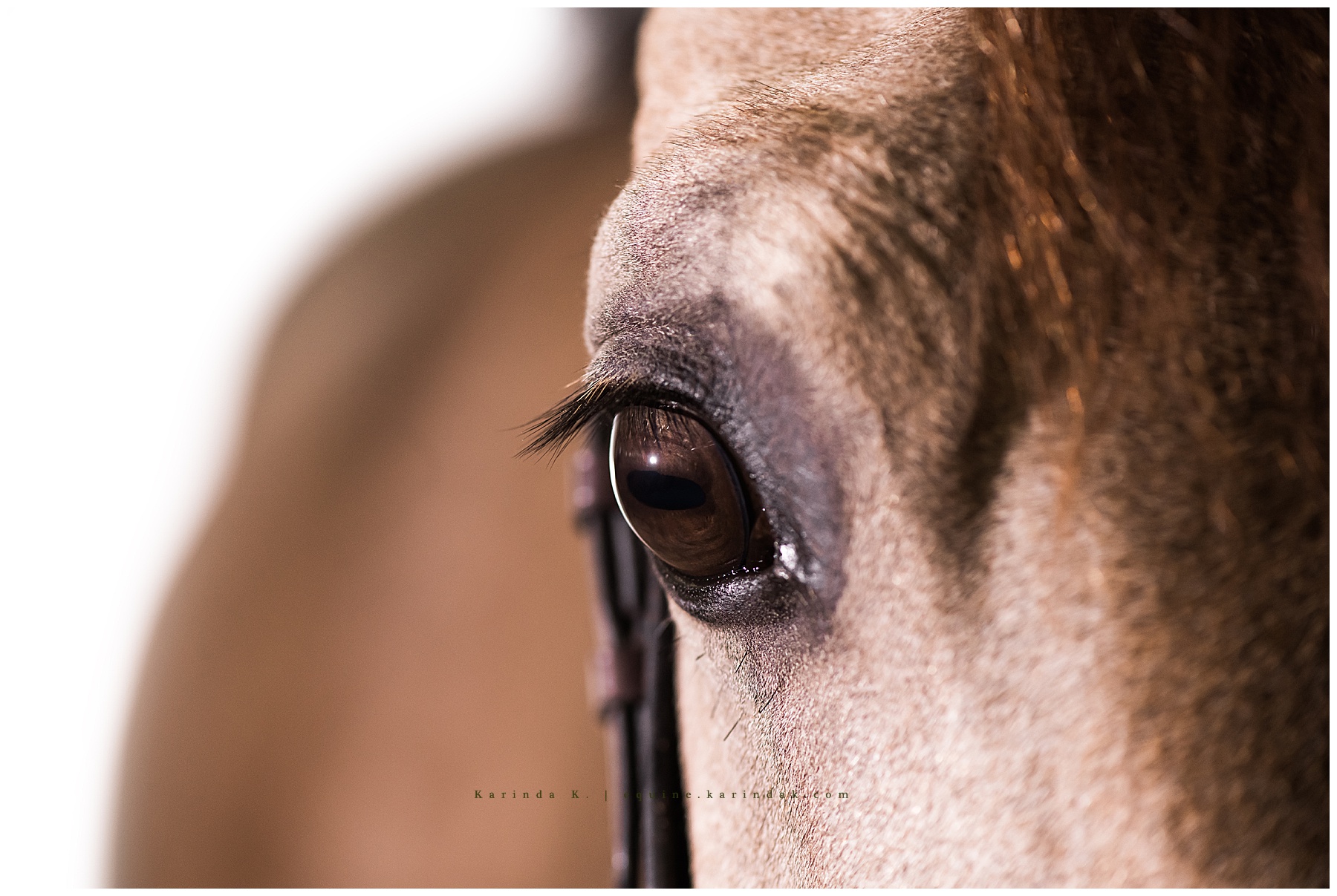 Karissa HDH "KoKo" | Flower Mound, TX - Texas Equine Photography ...