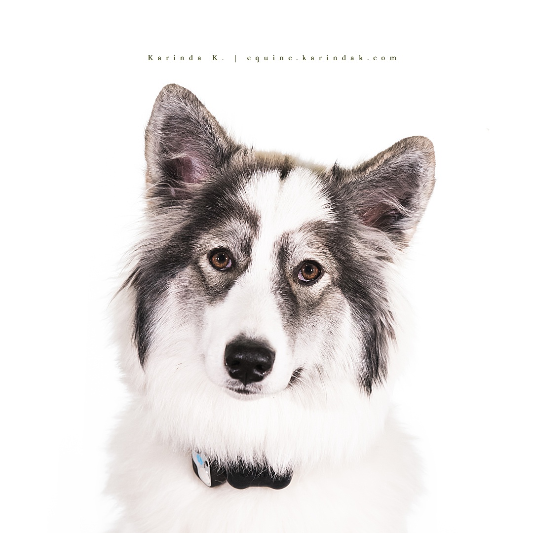 Nala the Native American Indian Puppy | Adams Family | White Background ...