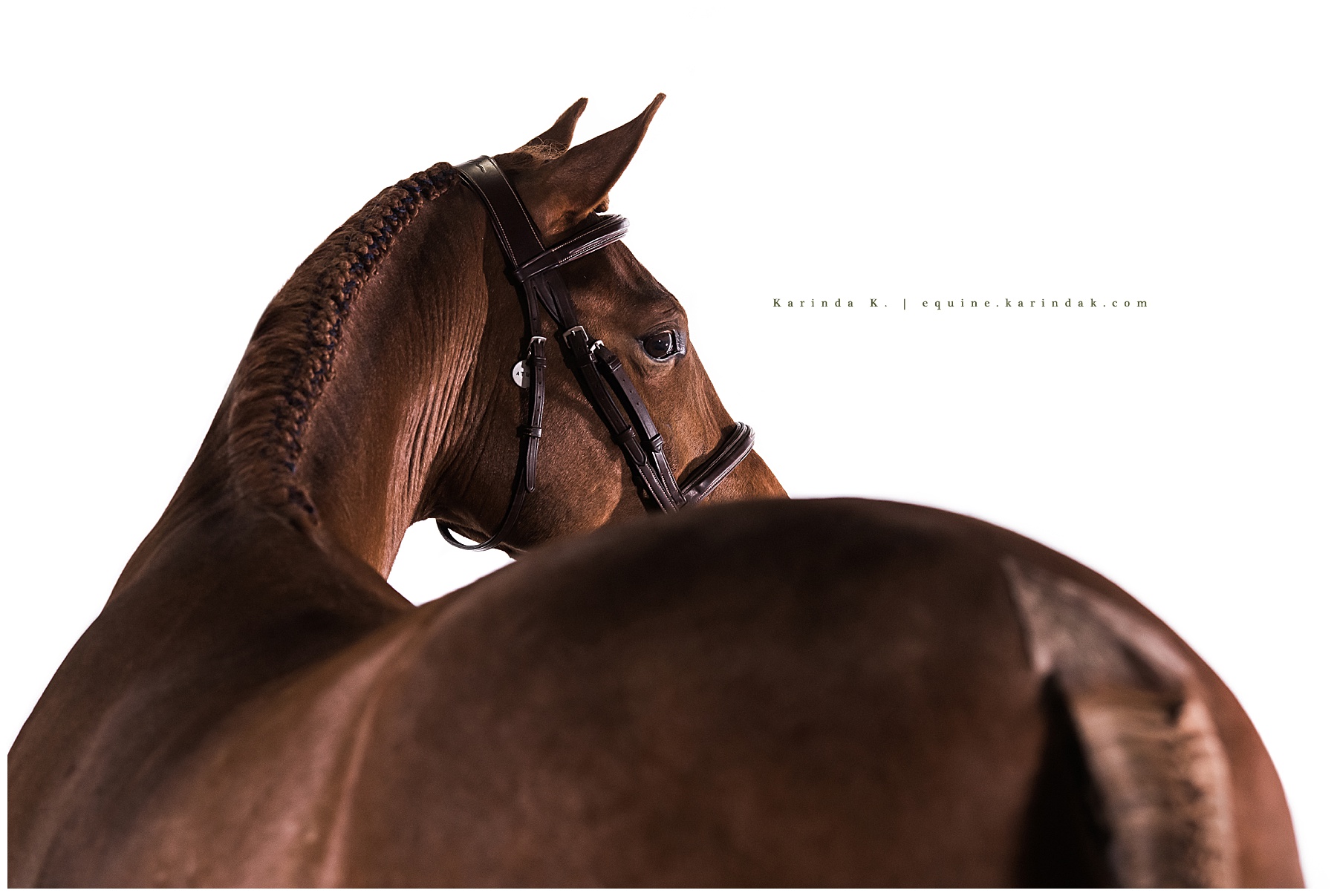 "Atlas" | Cedar Haven Stables | Kelsey Marcus | Cedar Hill, TX - Texas ...