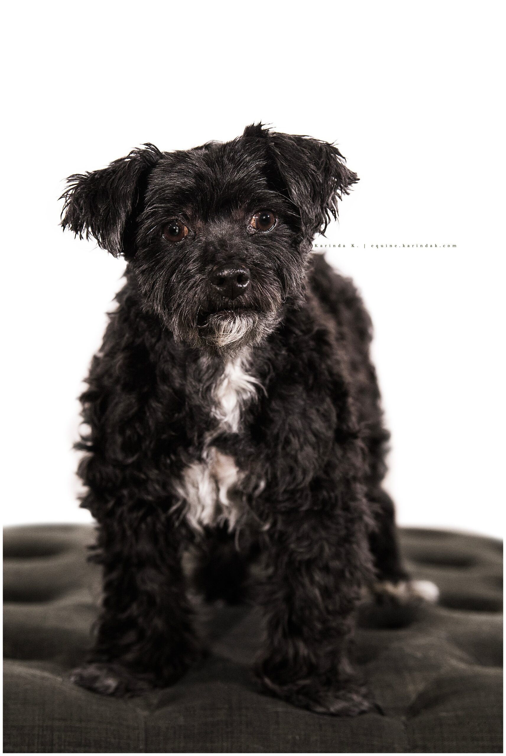 Rex | Texas Dog Photographer - Texas Equine Photography | Karinda K ...