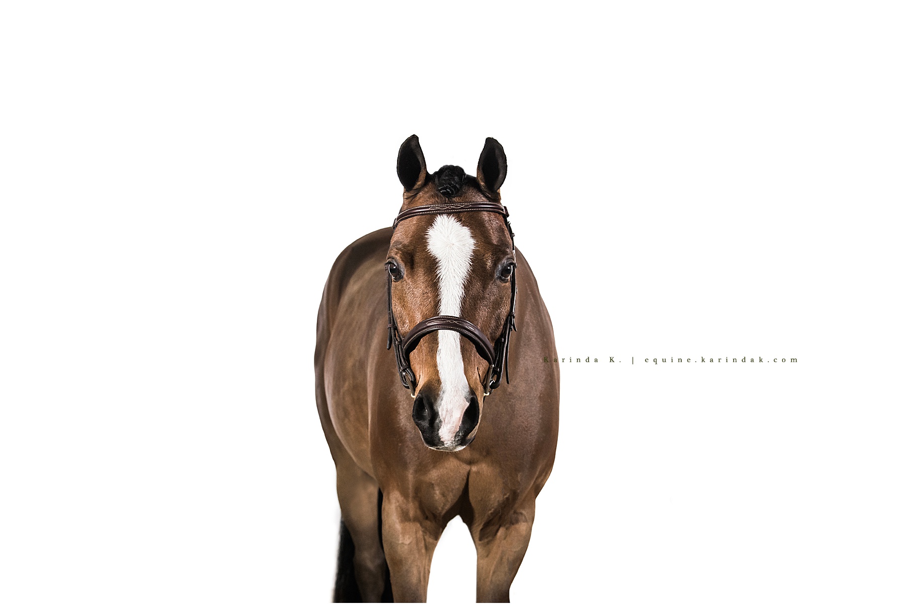 LL Cool J | Monarch Stables | Austin, TX - Texas Equine Photography ...