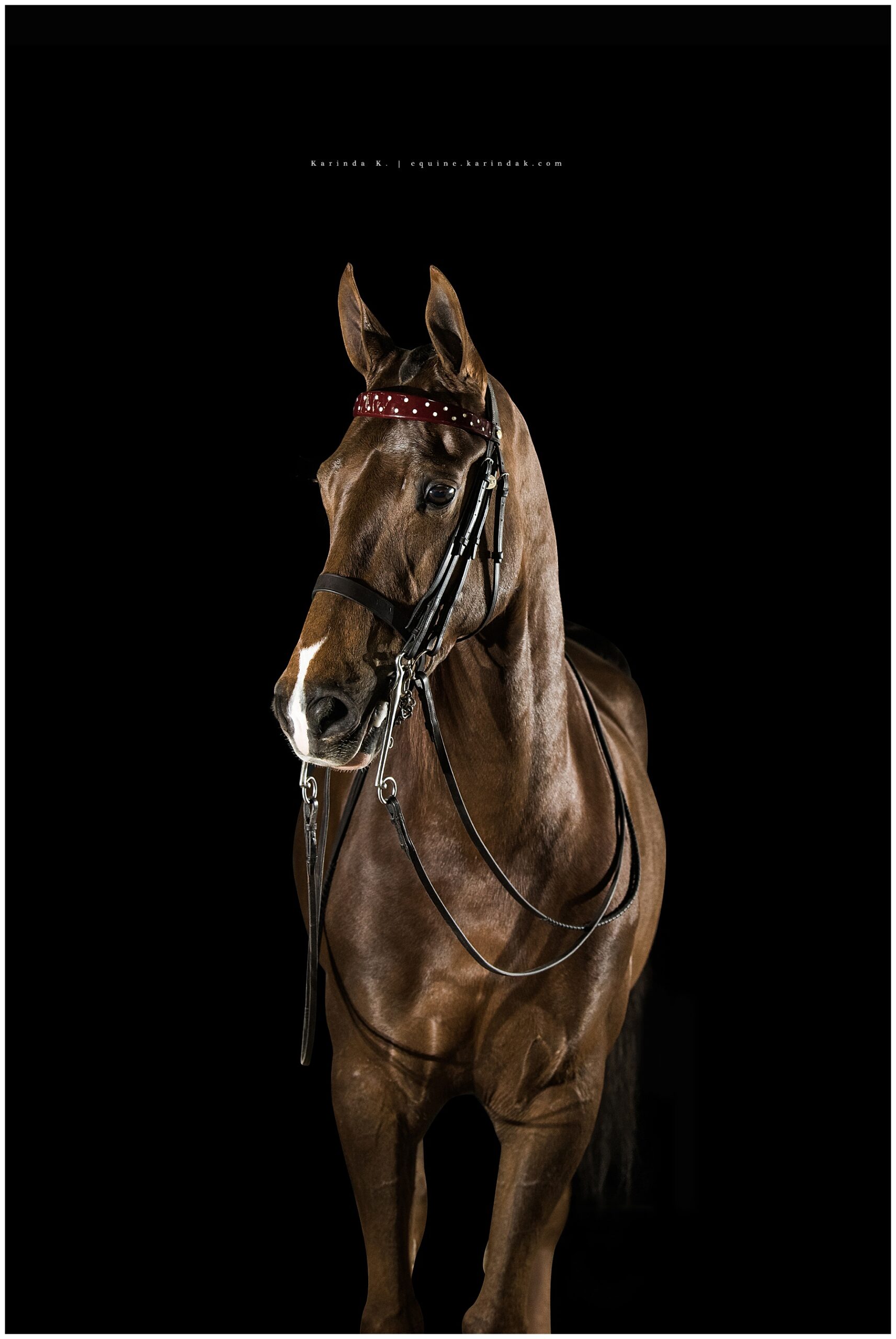Nosey Rosey | American Saddlebred | Magnolia, TX - Texas Equine ...
