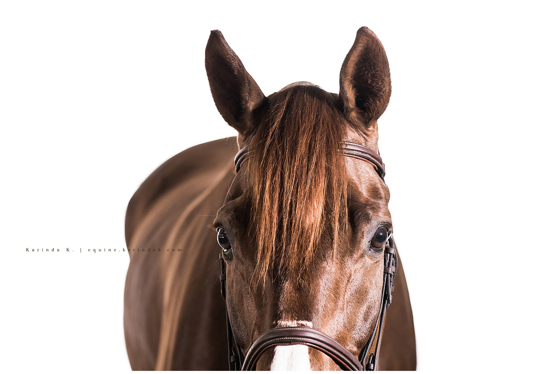 Texas Equine Photographer | Lincoln | Brooke Miller Equestrian - Texas ...