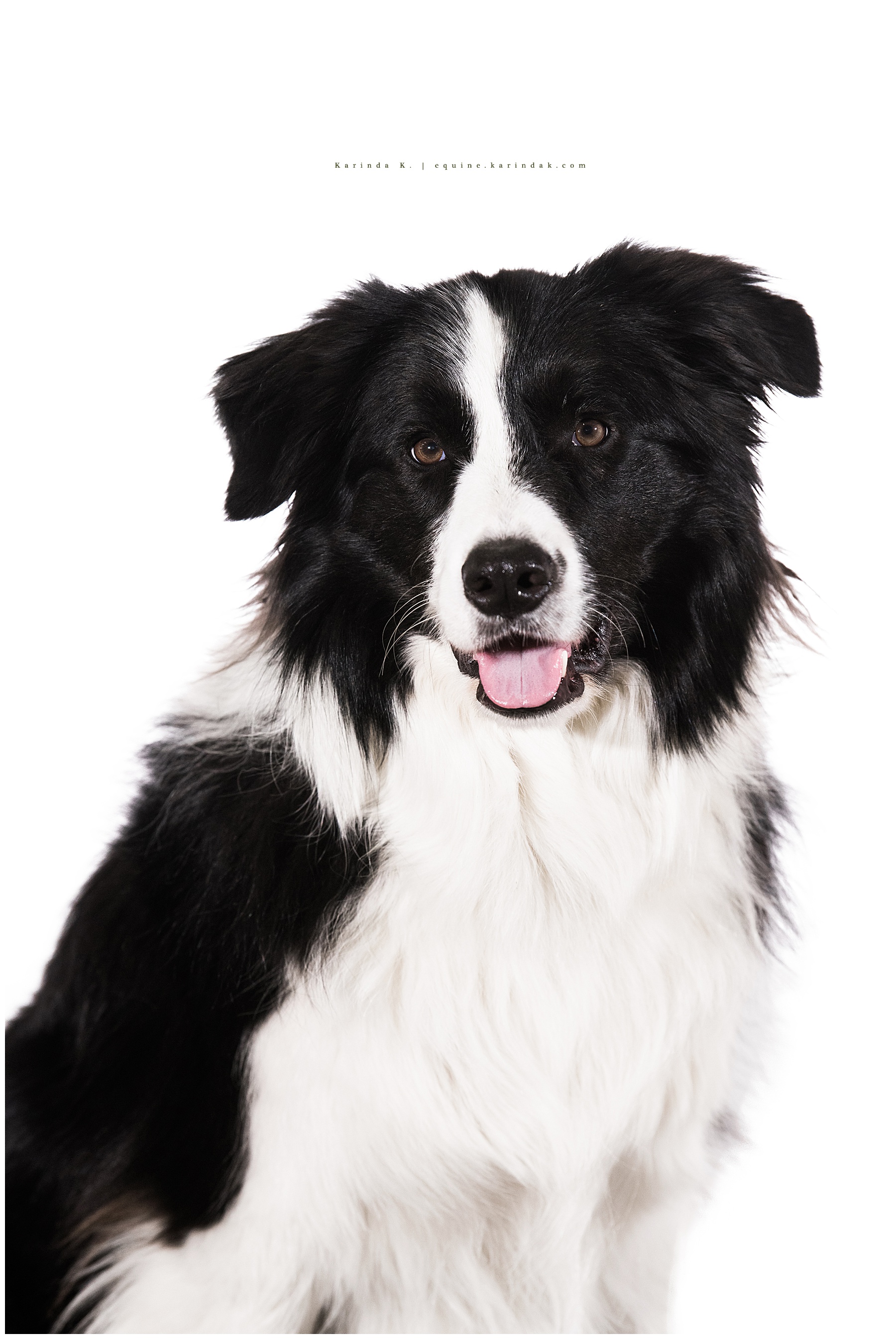 Scout | Houston Dog Portraits | Border Collie - Texas Equine ...