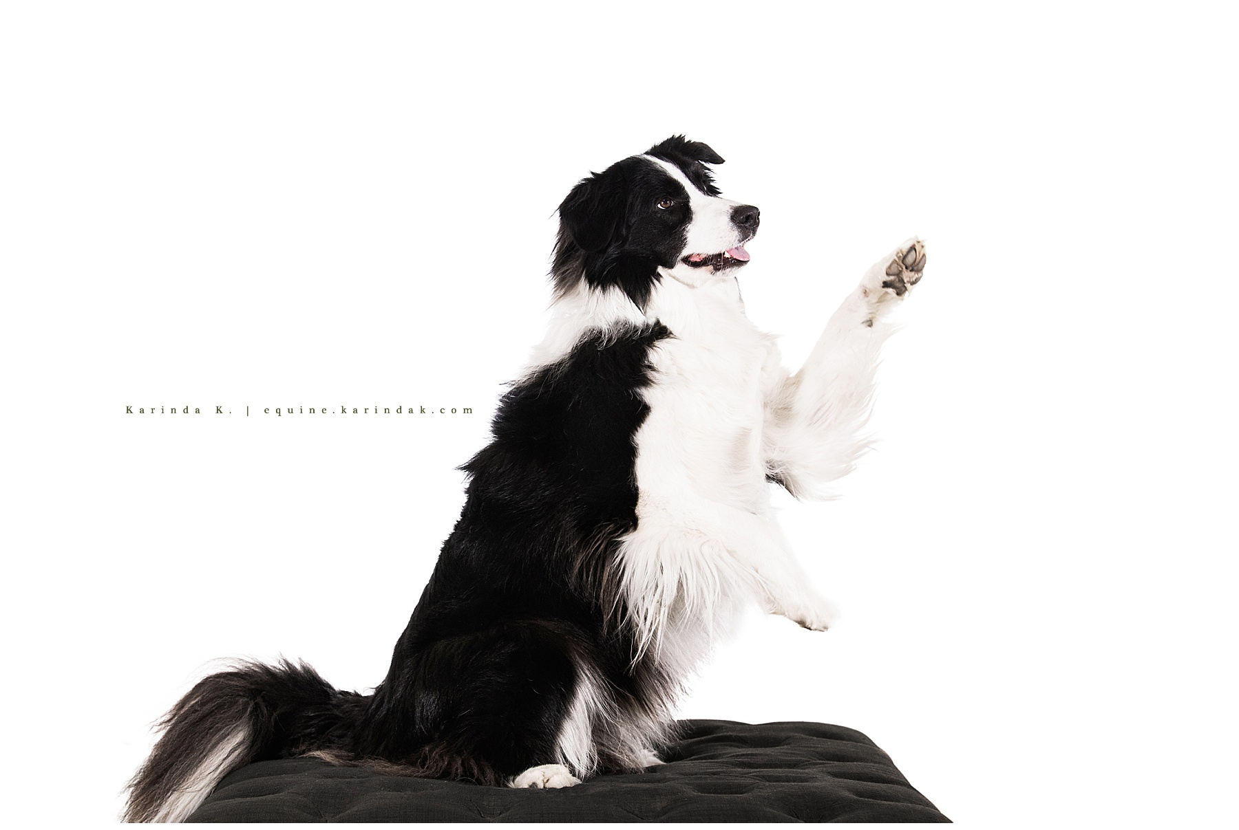 Scout | Houston Dog Portraits | Border Collie - Texas Equine ...
