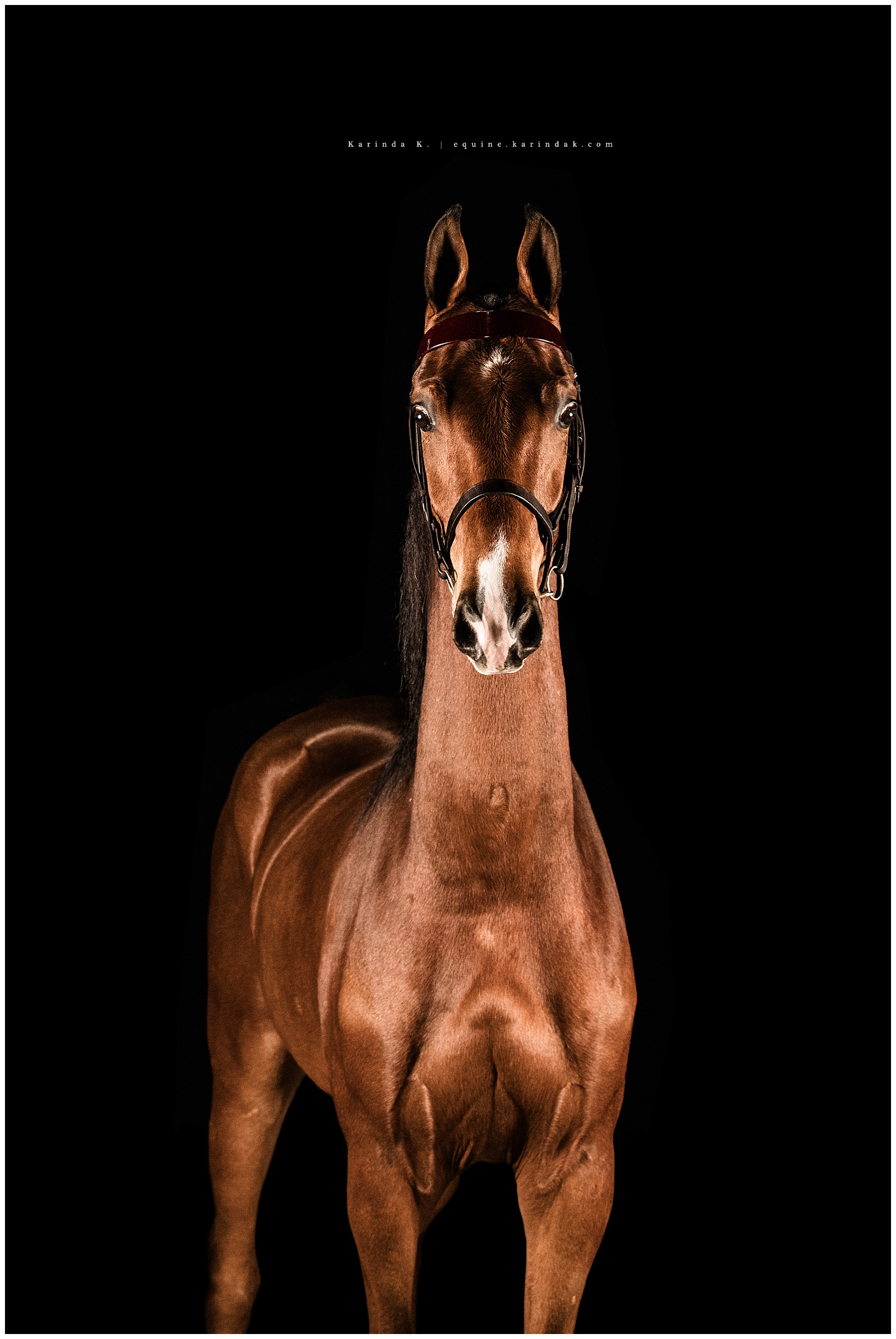 Action Jackson | Plano Equine Photographer - Texas Equine Photography ...