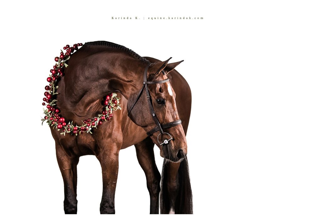 EMERALD | PENNSYLVANIA EQUINE PHOTOGRAPHER - Texas Equine Photography ...