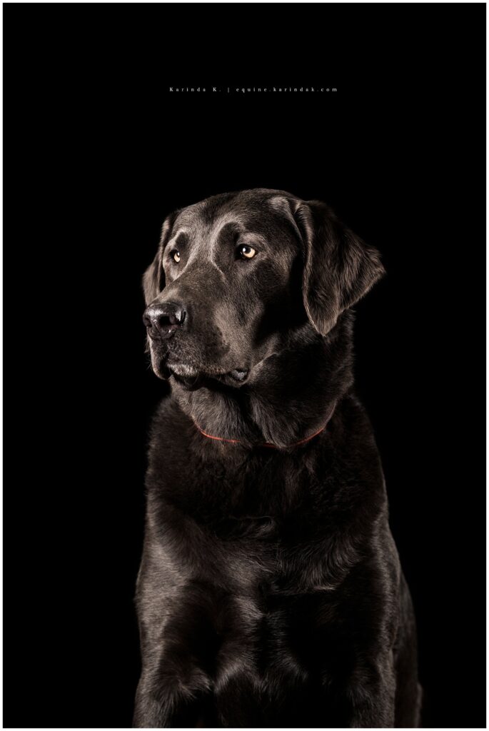 Sir Remington Ton | Dog Photographer - Texas Equine Photography ...